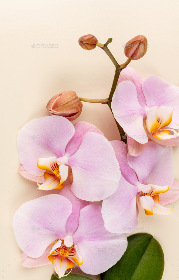 Pink spa orchid theme objects on pastel background. Stock Photo by GitaKulinica